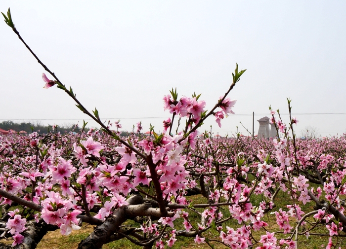 杨店桃花驿,店桃花节_大山谷图库